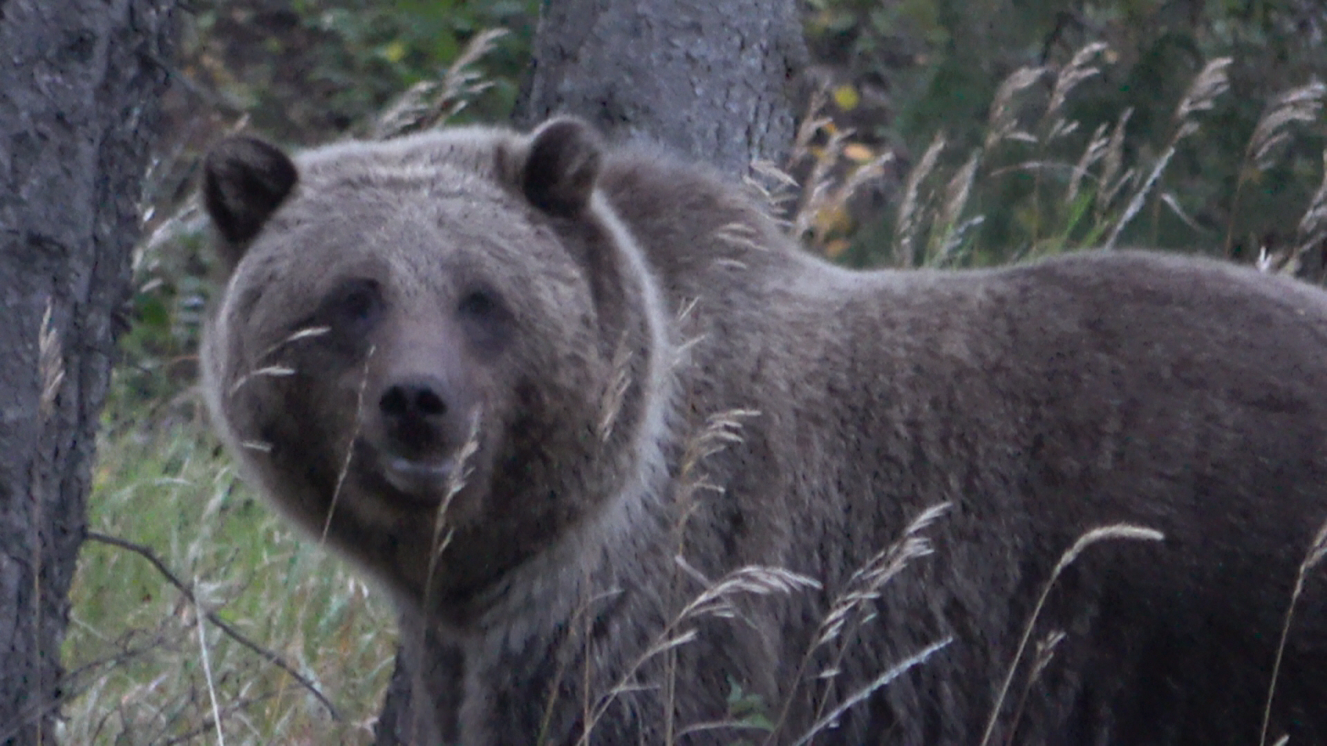 Predators, Canada - VoshaarOutdoor.com
